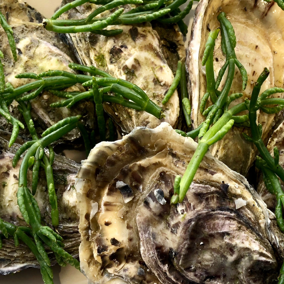 Oysters – Fish Galore